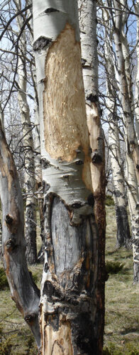 Mechanical and Animal Injury | Forest Pathology