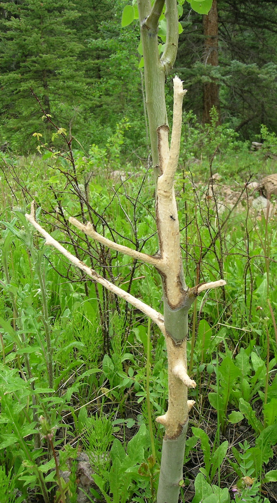 Mechanical and Animal Injury | Forest Pathology