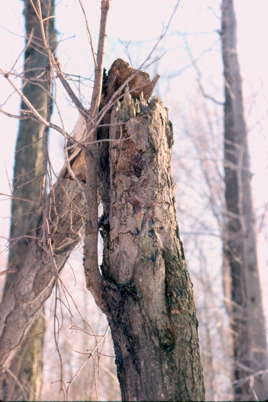 Target Cankers of Trees | Forest Pathology