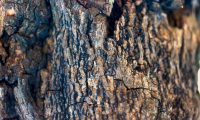 Target Cankers of Trees | Forest Pathology