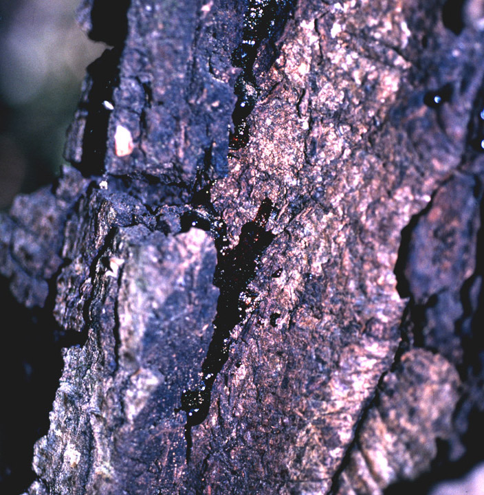 Sudden Oak Death | Forest Pathology