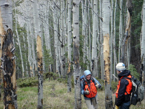 Mechanical and Animal Injury | Forest Pathology