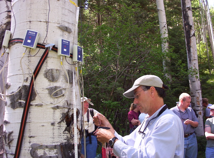 Hazard Tree Inspection and Risk | Forest Pathology