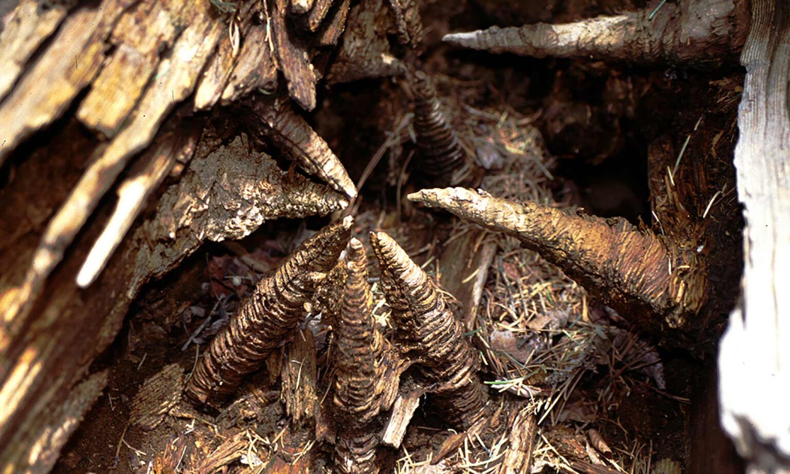 Heterobasidion Root Diseases | Forest Pathology