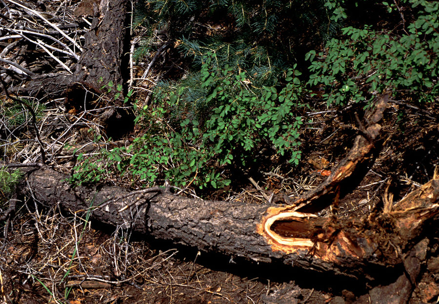 Heterobasidion Root Diseases | Forest Pathology