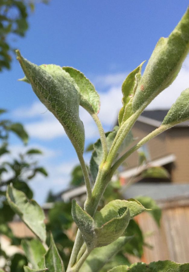 Powdery Mildew of Flowering Pear | Forest Pathology