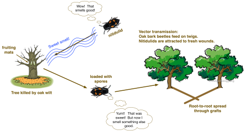 Oak Wilt - A Vascular Diseaase of Oaks | Forest Pathology