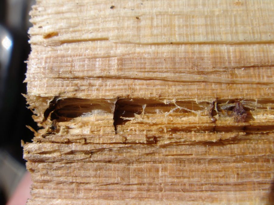 Red Root Rot of Conifers | Forest Pathology