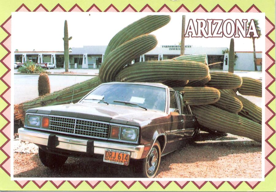 Hazard Trees/Tree Risk Introduction | Forest Pathology