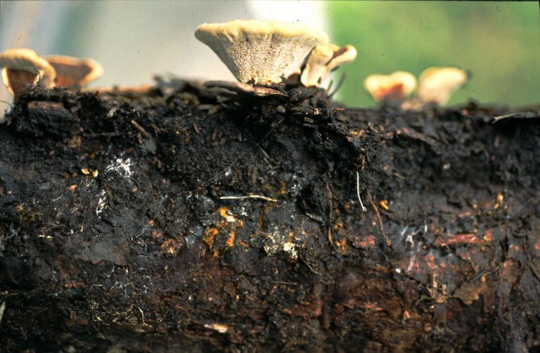 Red Root Rot of Conifers | Forest Pathology