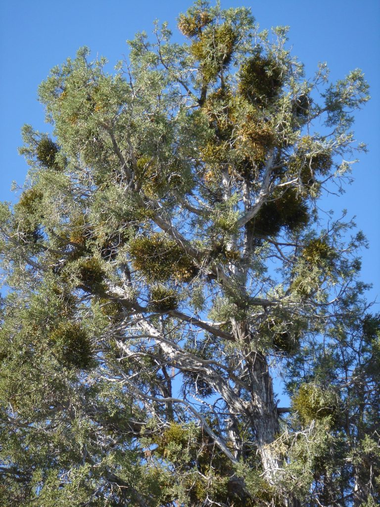 True Mistletoes: Phoradendron and Viscum | Forest Pathology