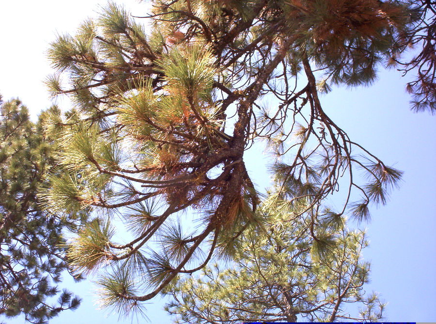 Dwarf Mistletoe: Damage | Forest Pathology