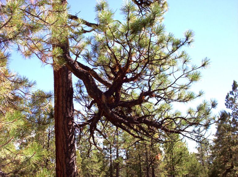 Dwarf Mistletoe: Damage | Forest Pathology