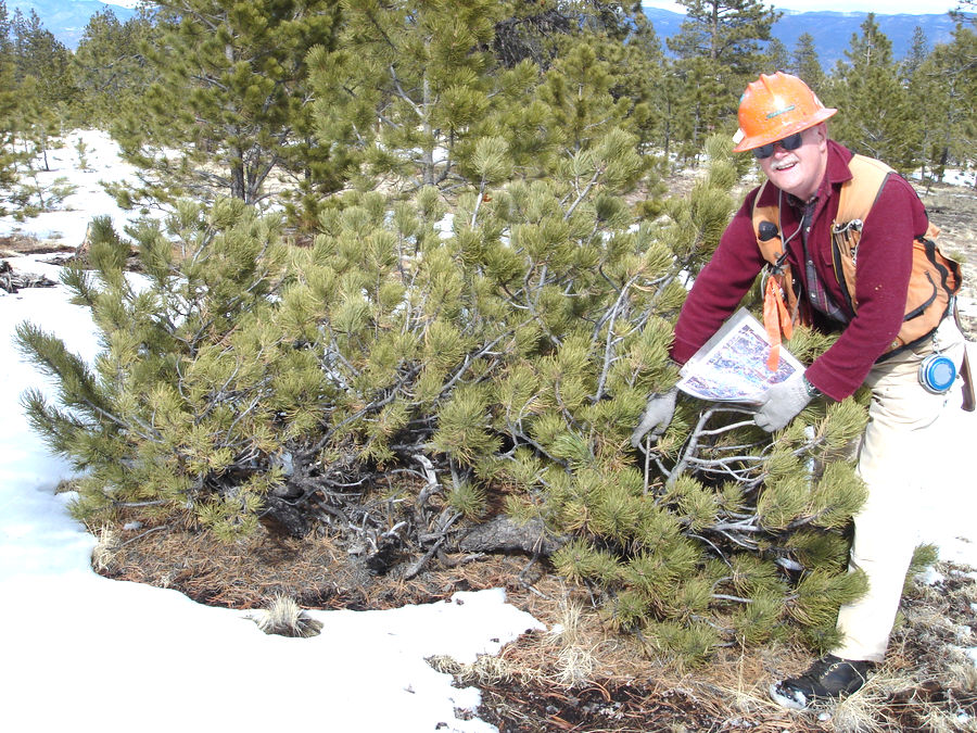 Dwarf Mistletoe: Damage | Forest Pathology