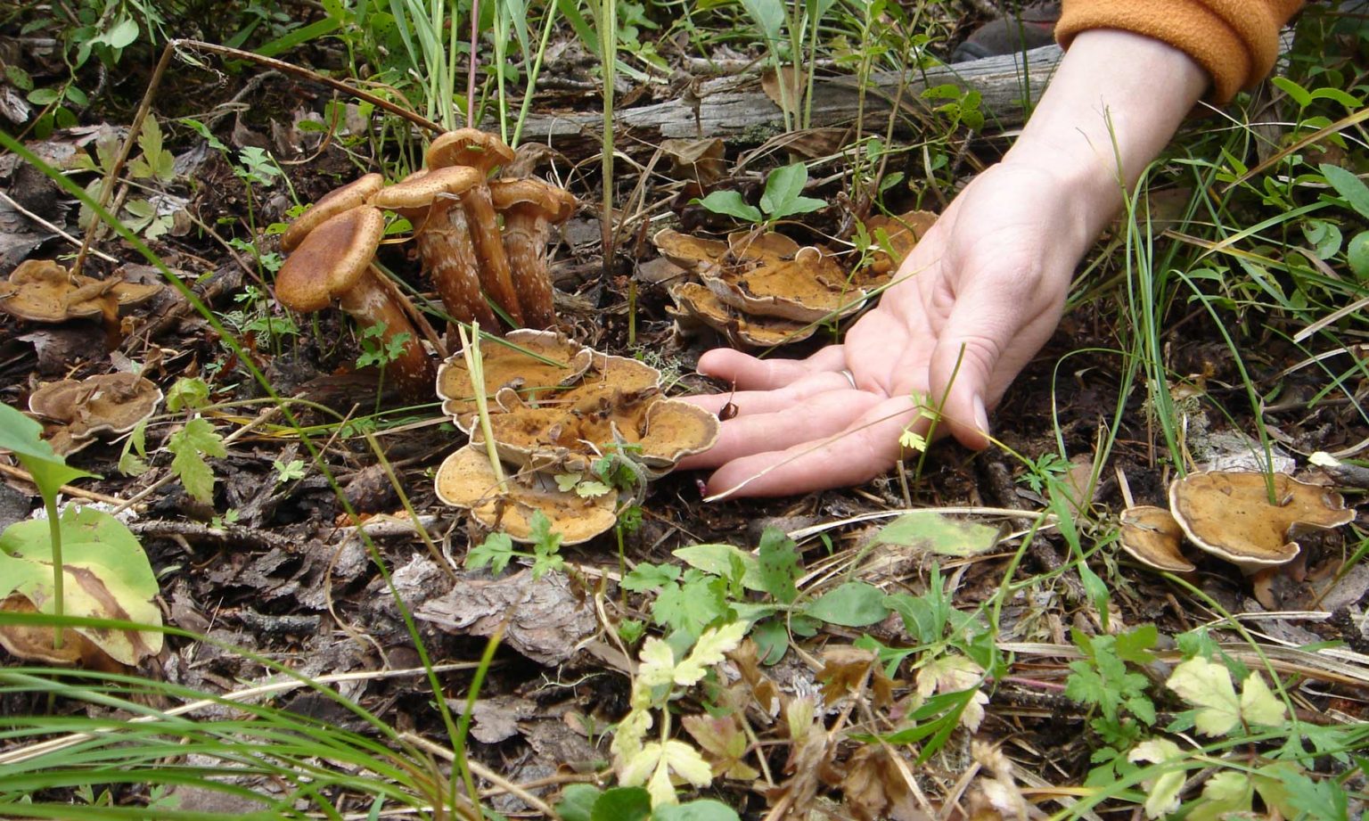 Forest Pathology | Diseases of forest and shade trees