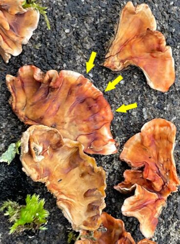 Wound Decays by Stereum Species | Forest Pathology