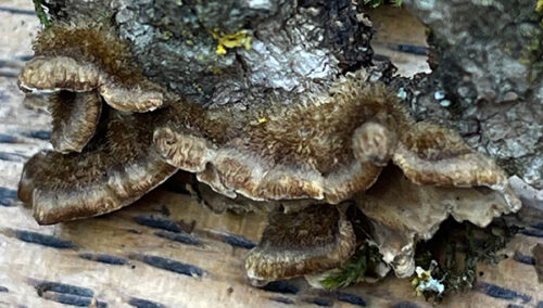 Wound Decays by Stereum Species | Forest Pathology