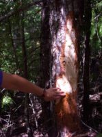 Port-Orford Cedar Root Disease | Forest Pathology