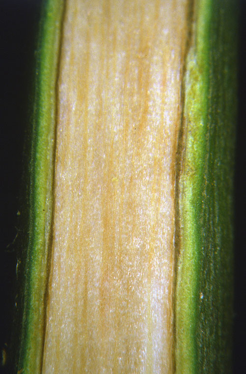 Ash Dieback | Forest Pathology