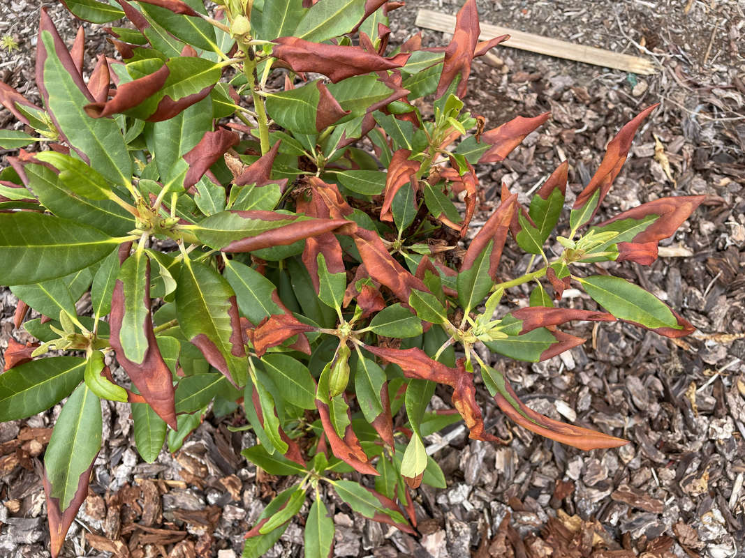 Impacts from Northwest Heat Wave | Forest Pathology