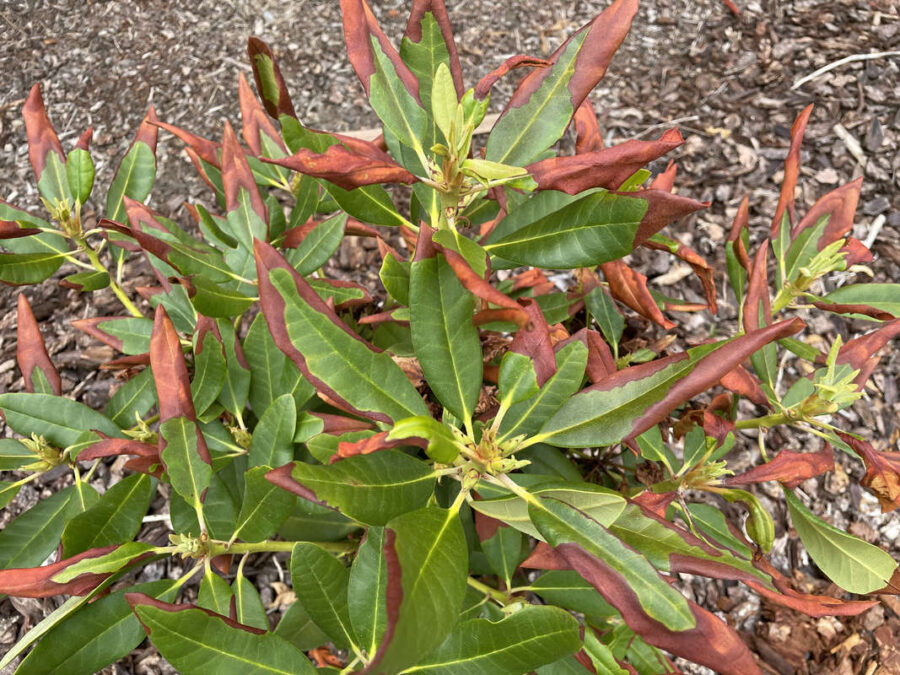 Impacts from Northwest Heat Wave | Forest Pathology