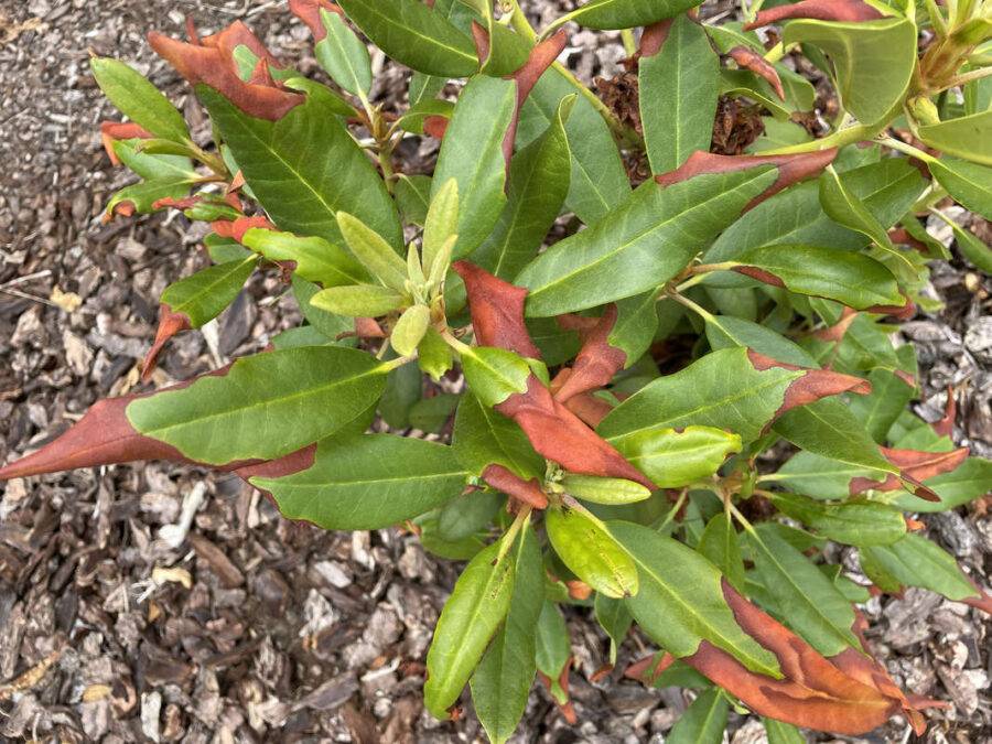 Impacts from Northwest Heat Wave | Forest Pathology