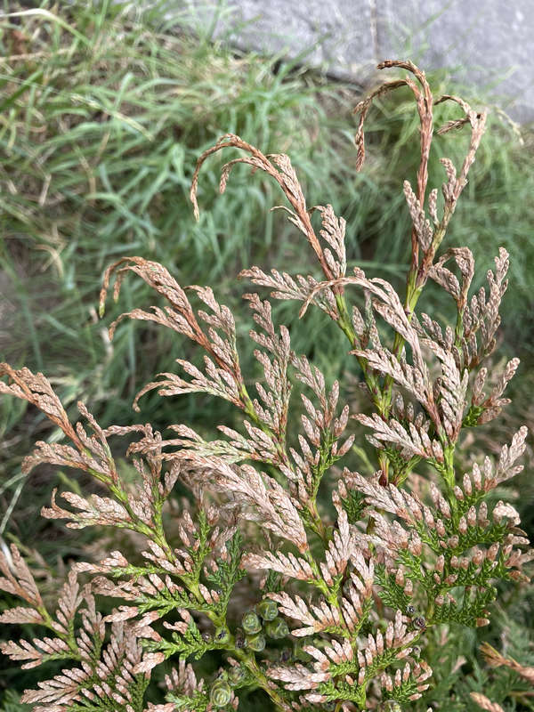 Impacts from Northwest Heat Wave | Forest Pathology