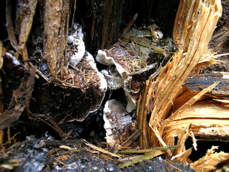 Wood Decay in Trees | Forest Pathology