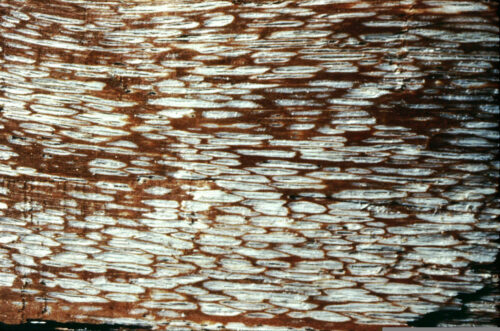 Wood Decay in Trees | Forest Pathology