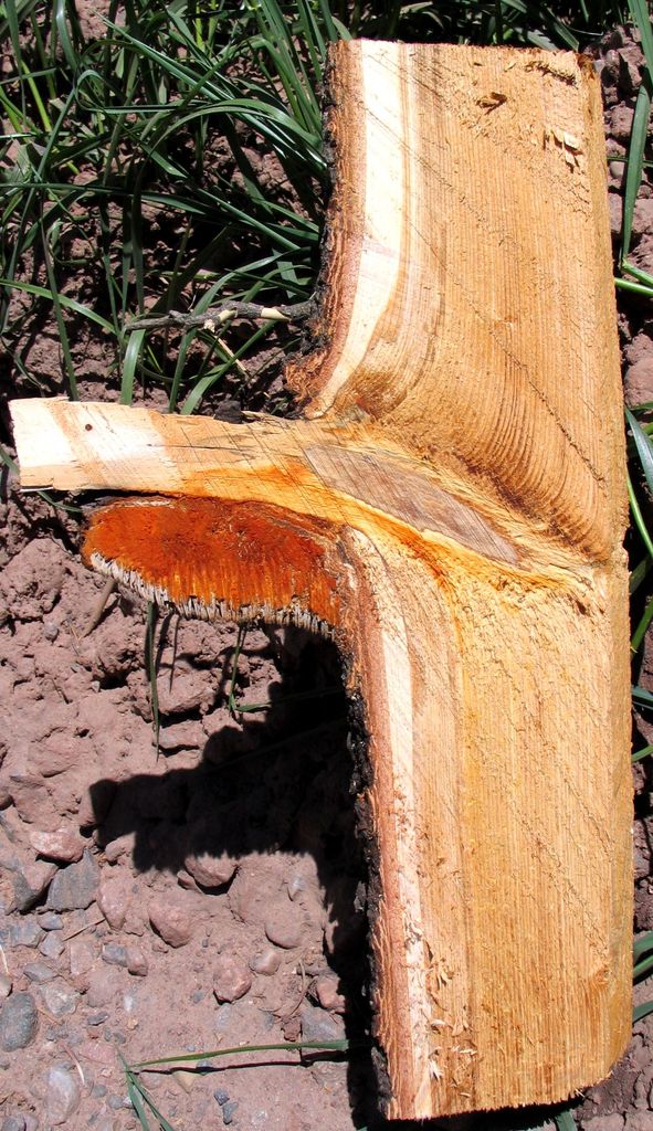 Stem Decays of Trees | Forest Pathology