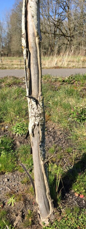 Sunburn and Sunscald | Forest Pathology