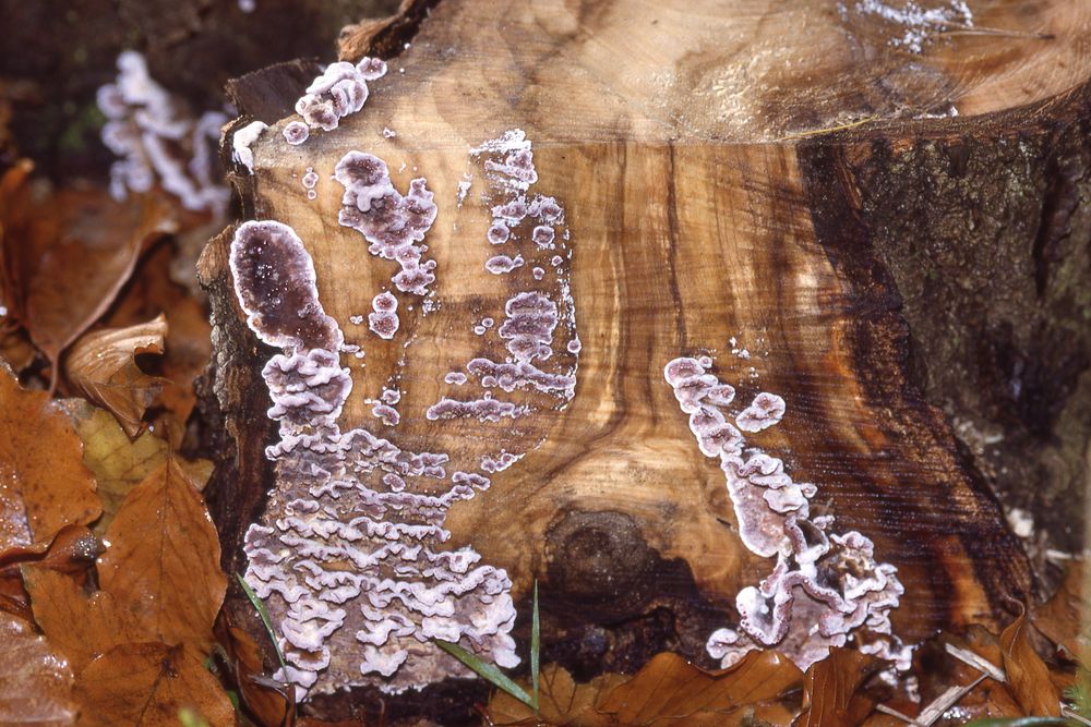 Silver-Leaf Disease: An Epidemic in Northern Birch | Forest Pathology