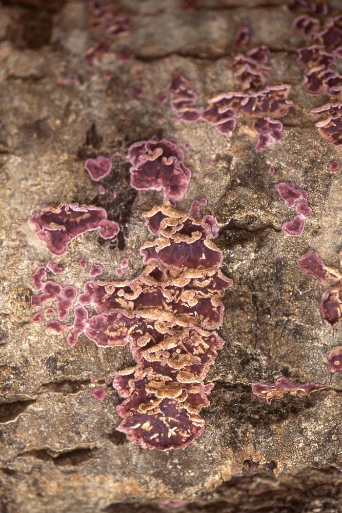 Silver-Leaf Disease: An Epidemic in Northern Birch | Forest Pathology