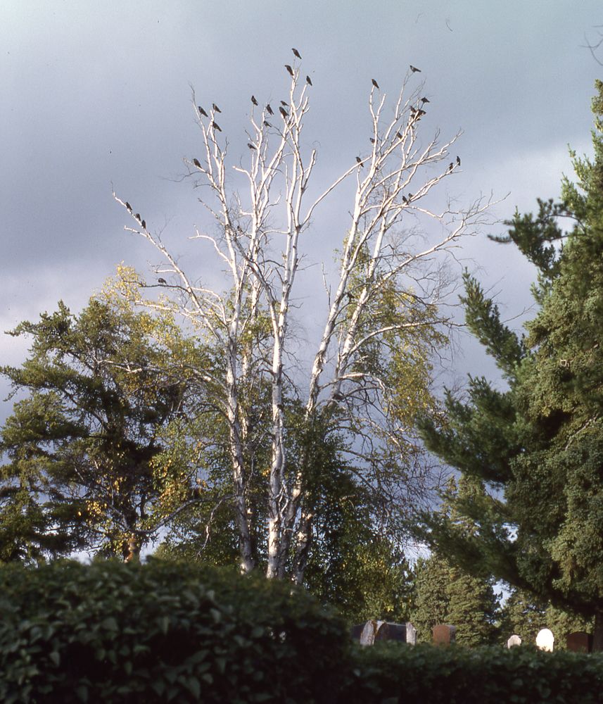 Silver-Leaf Disease: An Epidemic in Northern Birch | Forest Pathology