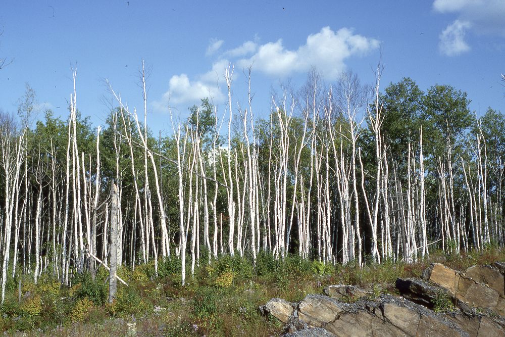 Silver-Leaf Disease: An Epidemic in Northern Birch | Forest Pathology